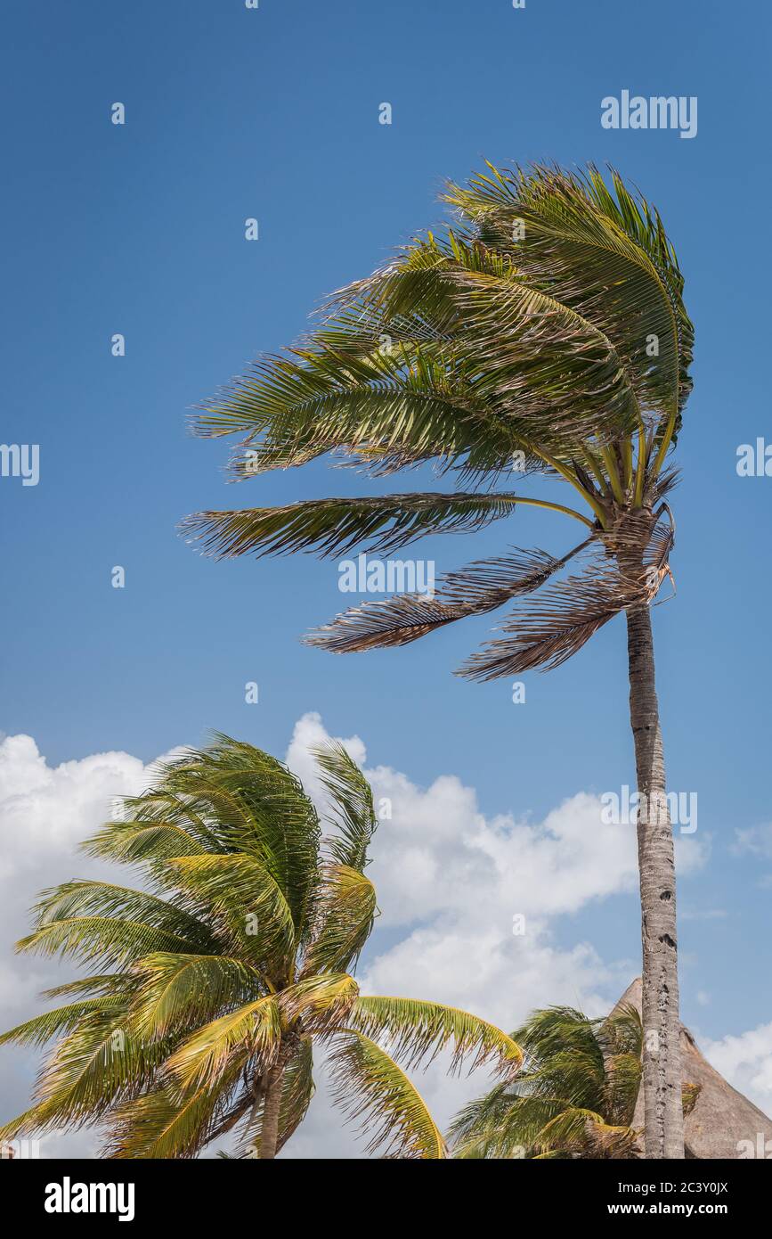Palm trees in caribbean hi-res stock photography and images - Alamy