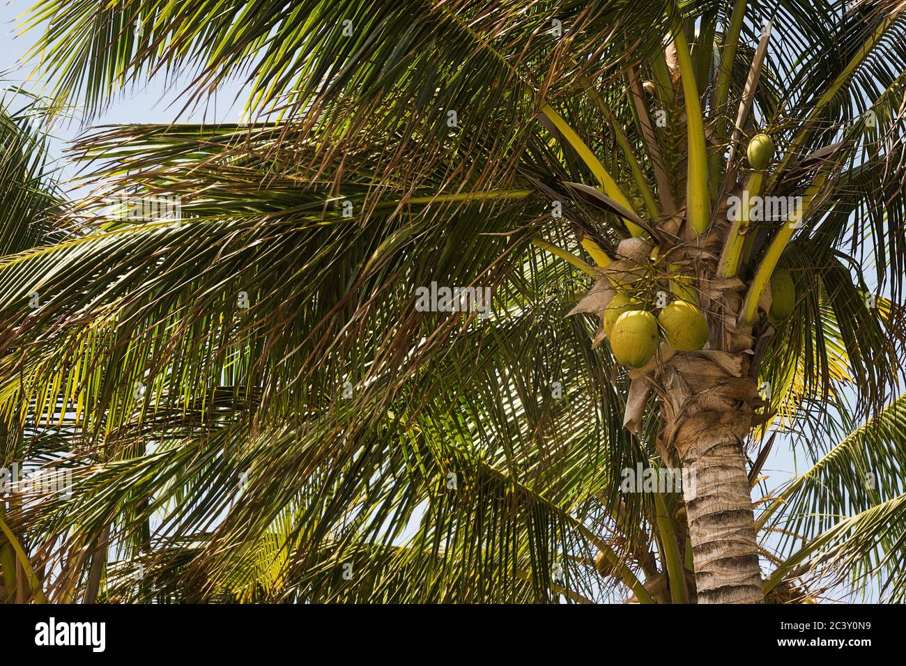 palm trees in caribbean sea Stock Photo - Alamy