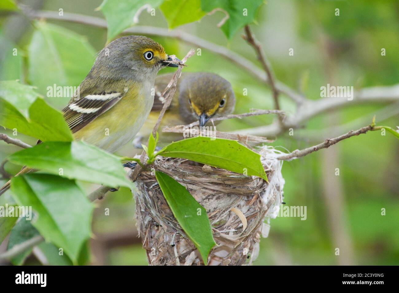 Songbird nest building hi-res stock photography and images - Alamy