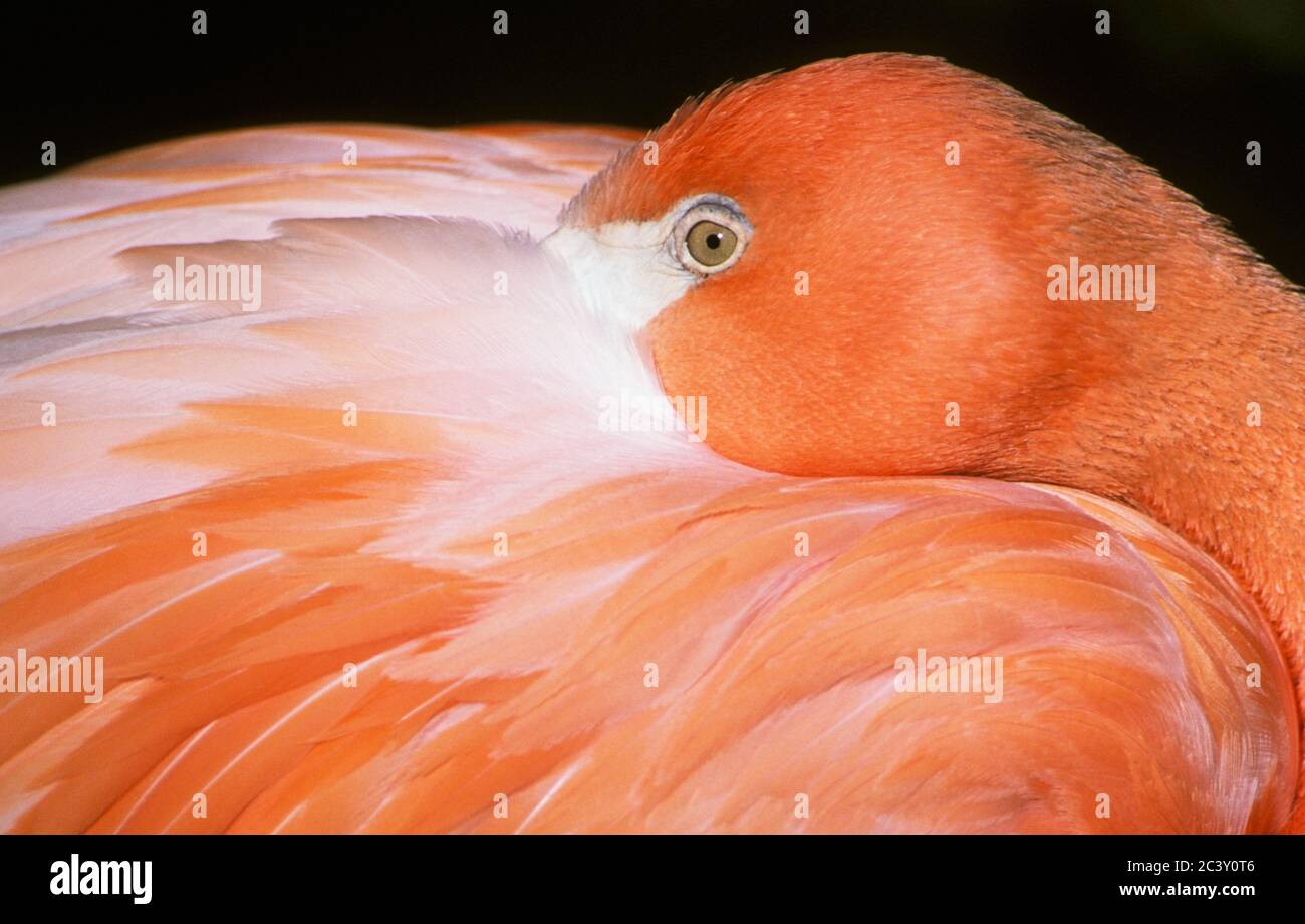 Greater flamingo close-up (captive Stock Photo - Alamy
