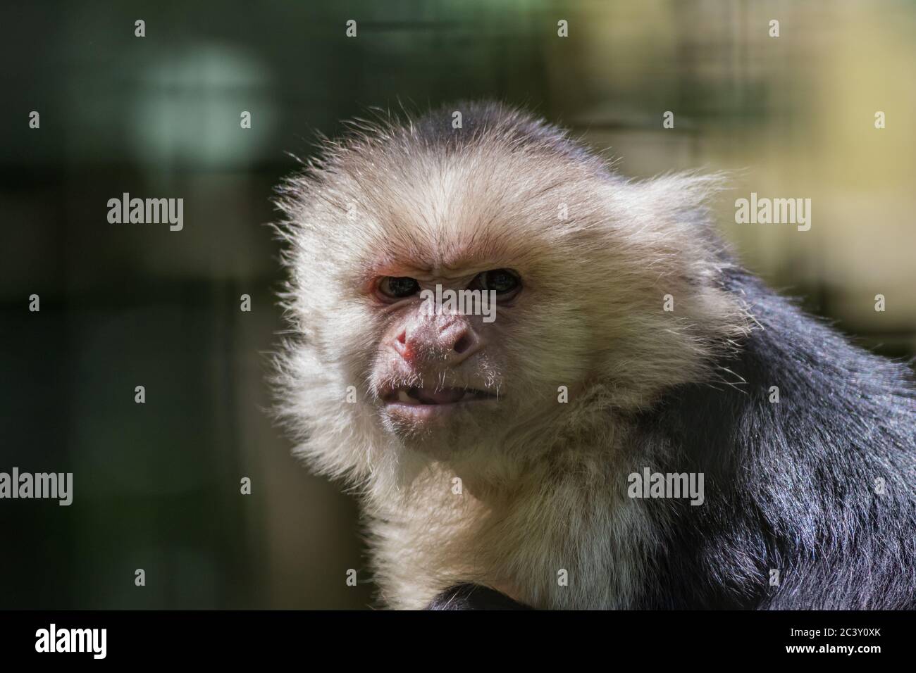 Funny Capuchin Monkey