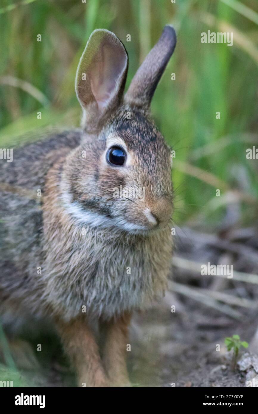 Eastern Cottontail Rabbit (Sylvilagus floridanus) closeup in soft ...