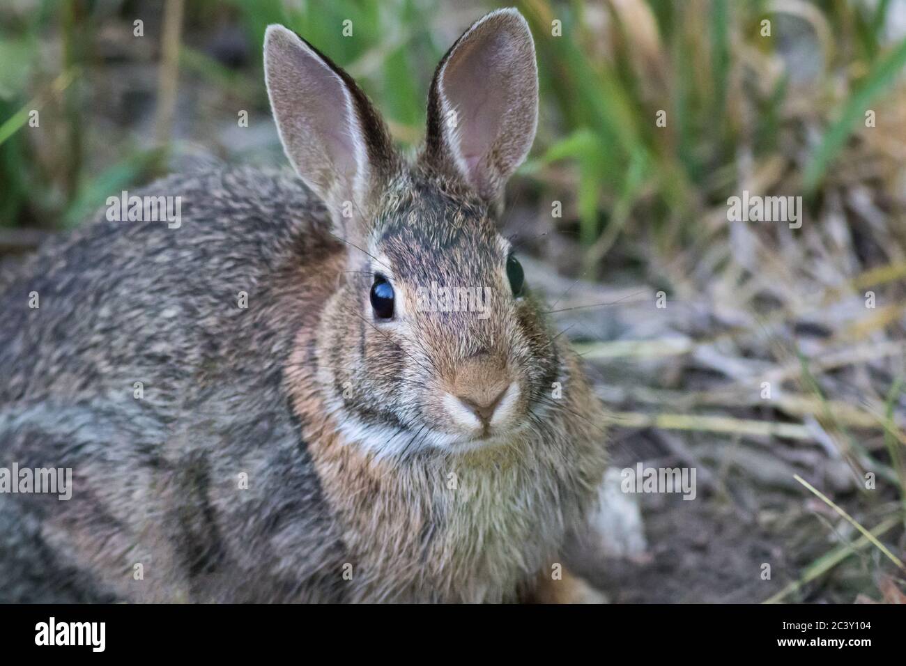 Eastern Cottontail Rabbit (Sylvilagus floridanus) closeup in soft ...