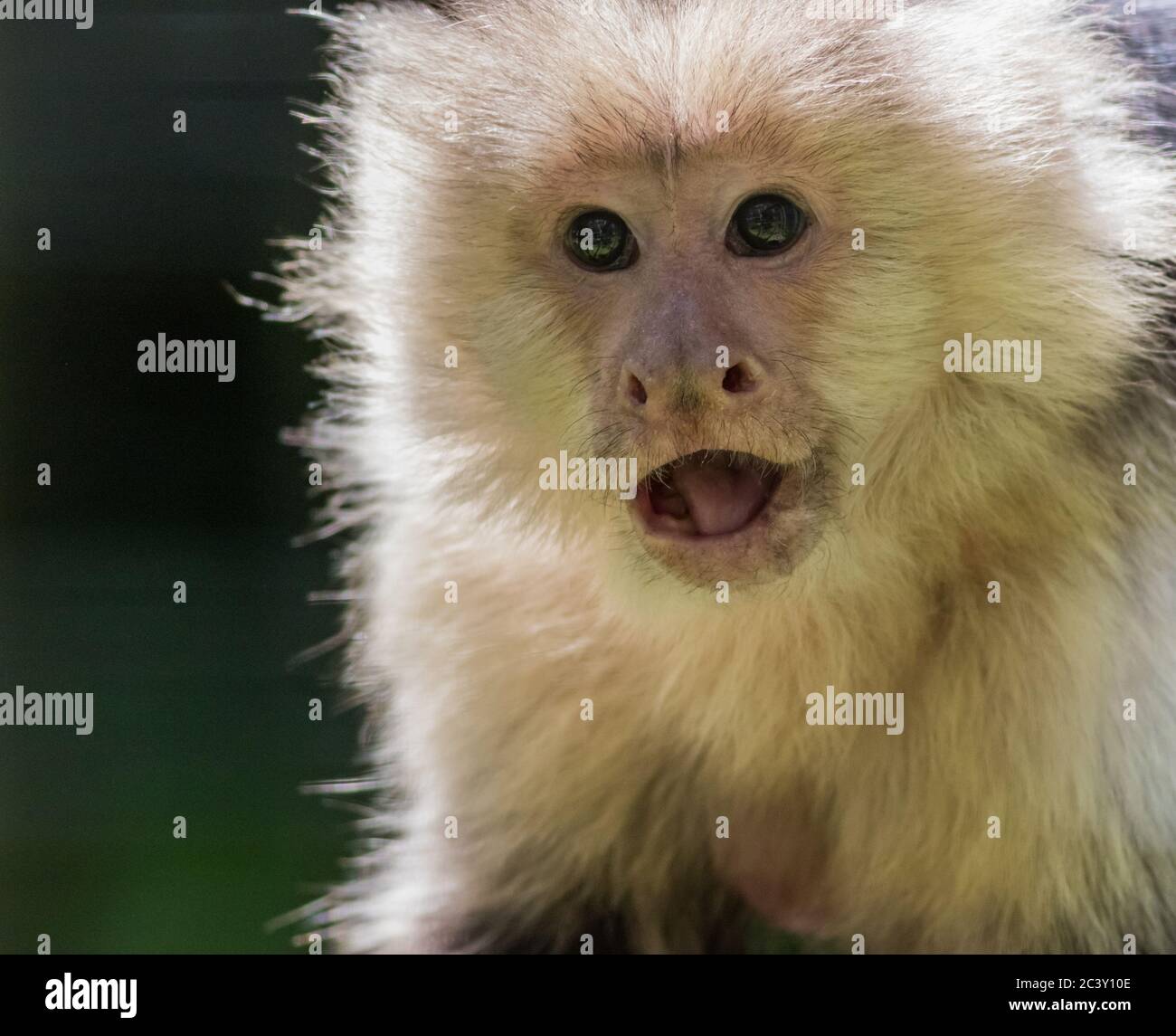 Funny Capuchin Monkey