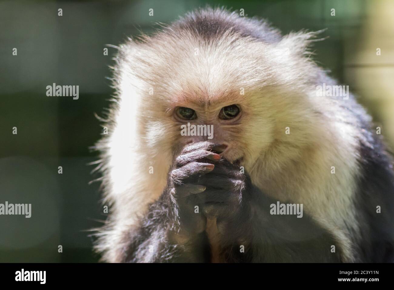 Funny Capuchin Monkey