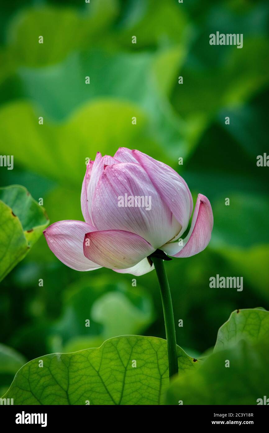 Lotus flower in a botanical garden in Tokyo, Japan Stock Photo - Alamy
