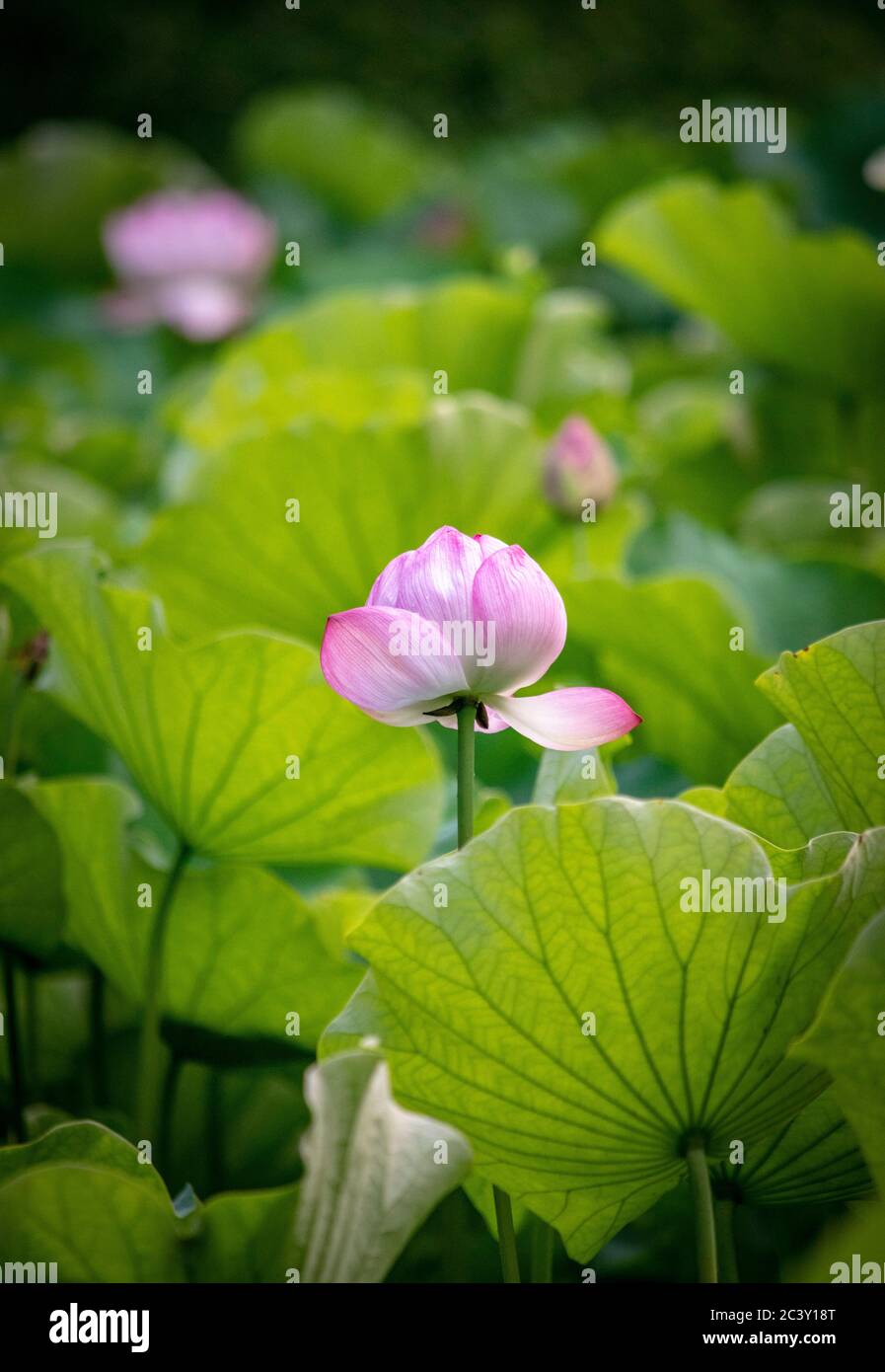 Lotus flower in a botanical garden in Tokyo, Japan Stock Photo - Alamy