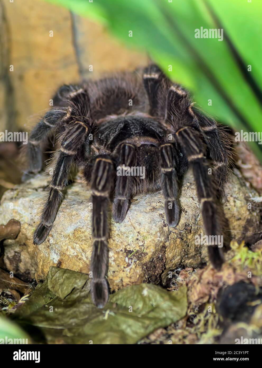 Tarantula With Hairy Long Legs High Resolution Stock Photography and ...