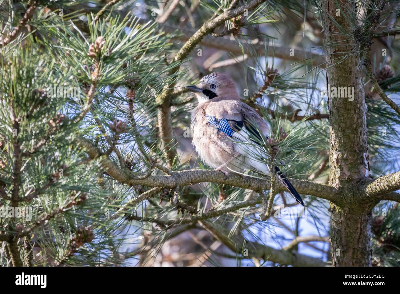 Eurasian Jay (Garrulus Glandarius) in a Forest Stock Photo - Alamy
