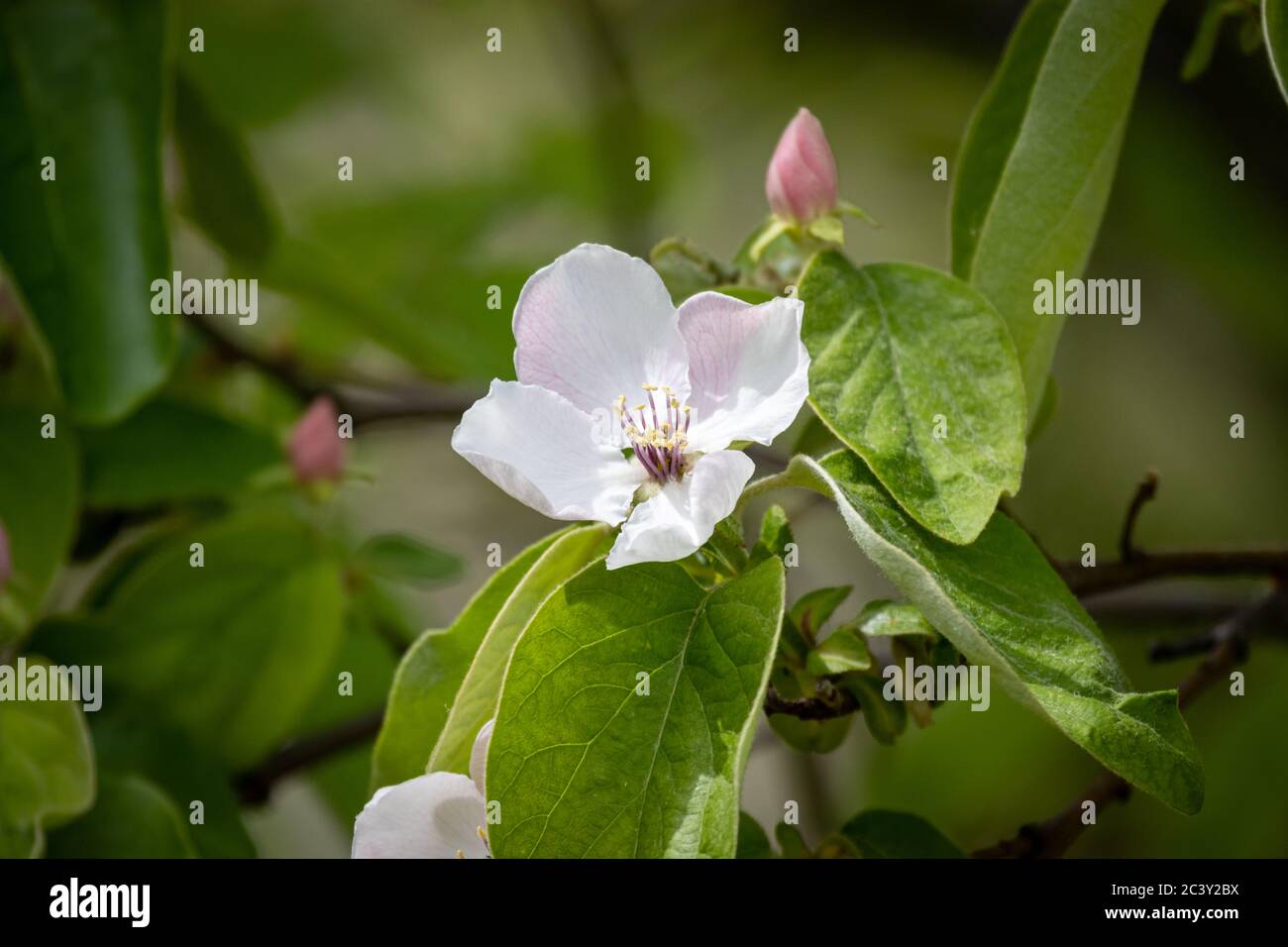 White apple tree flower hi-res stock photography and images - Alamy