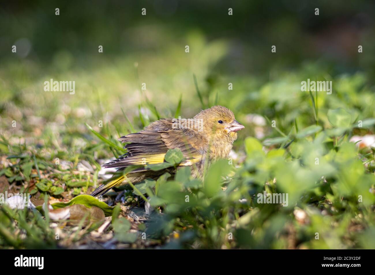 Bird baby yellow finch hi-res stock photography and images - Alamy
