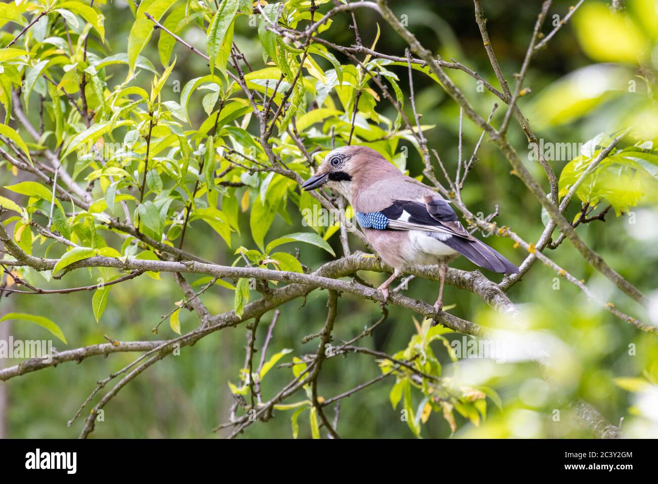 Blue jay observation hi-res stock photography and images - Alamy