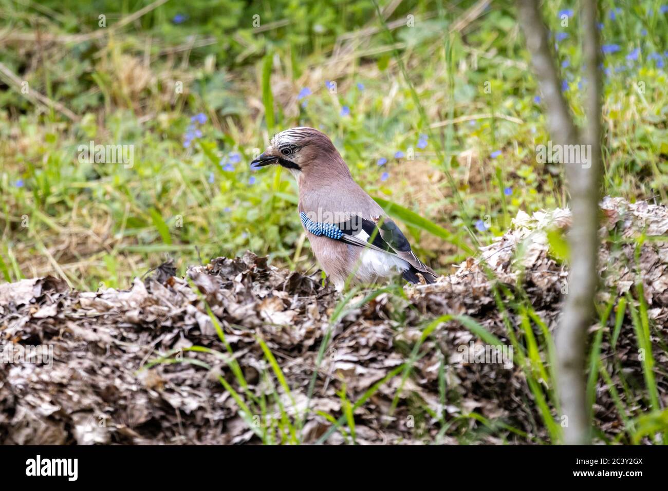 Blue jay observation hi-res stock photography and images - Alamy