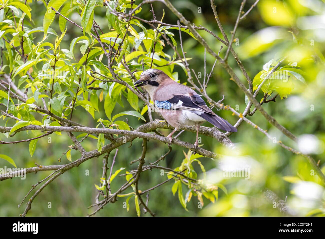Blue jay observation hi-res stock photography and images - Alamy