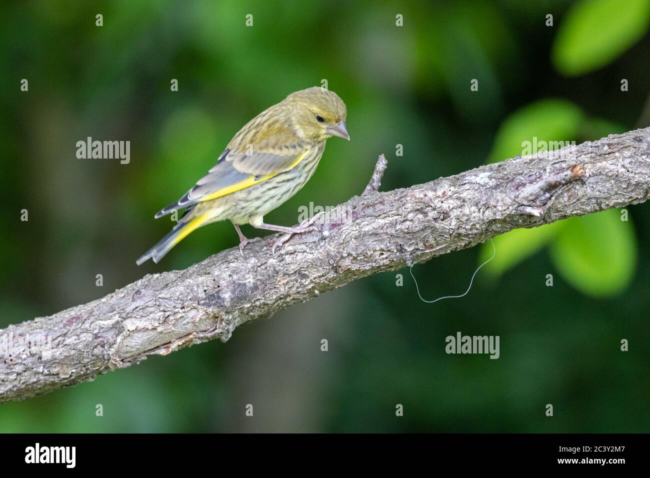 Serin garden hi-res stock photography and images - Alamy