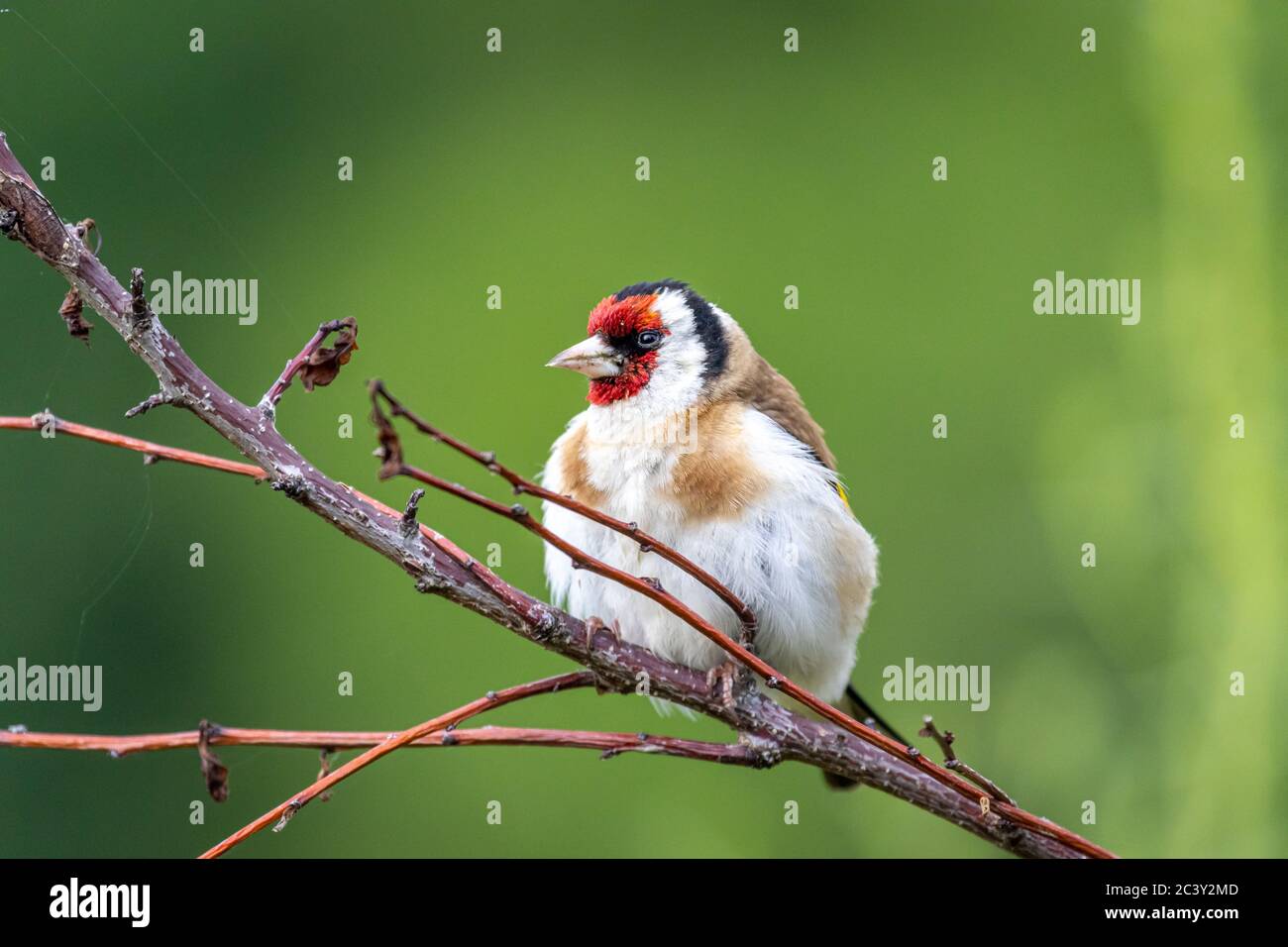 Baby goldfinch hi-res stock photography and images - Alamy