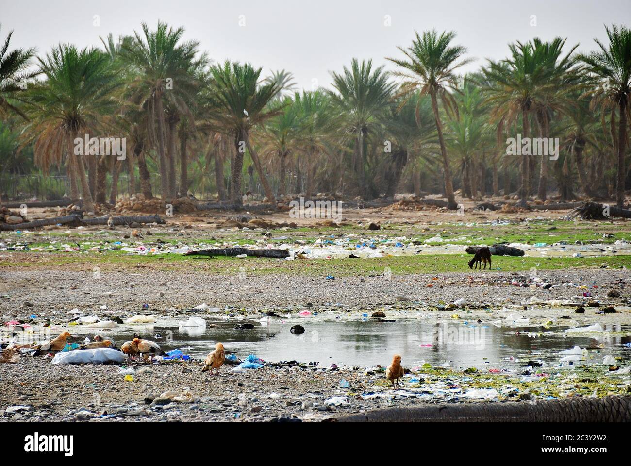 Plastic debris on a beach of the indian ocean shore. Pollution of the ...