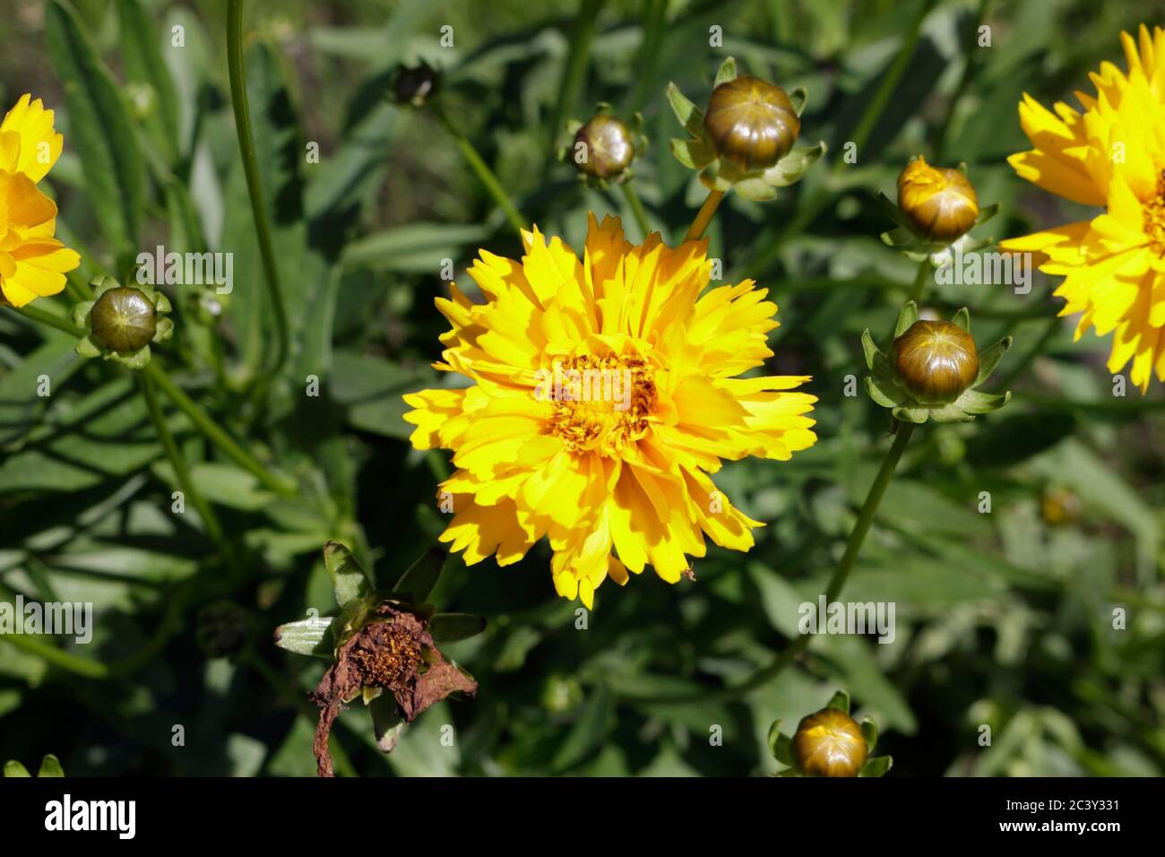 Coreopsis grandiflora flowers in bloom - Early Sunrise Stock Photo - Alamy