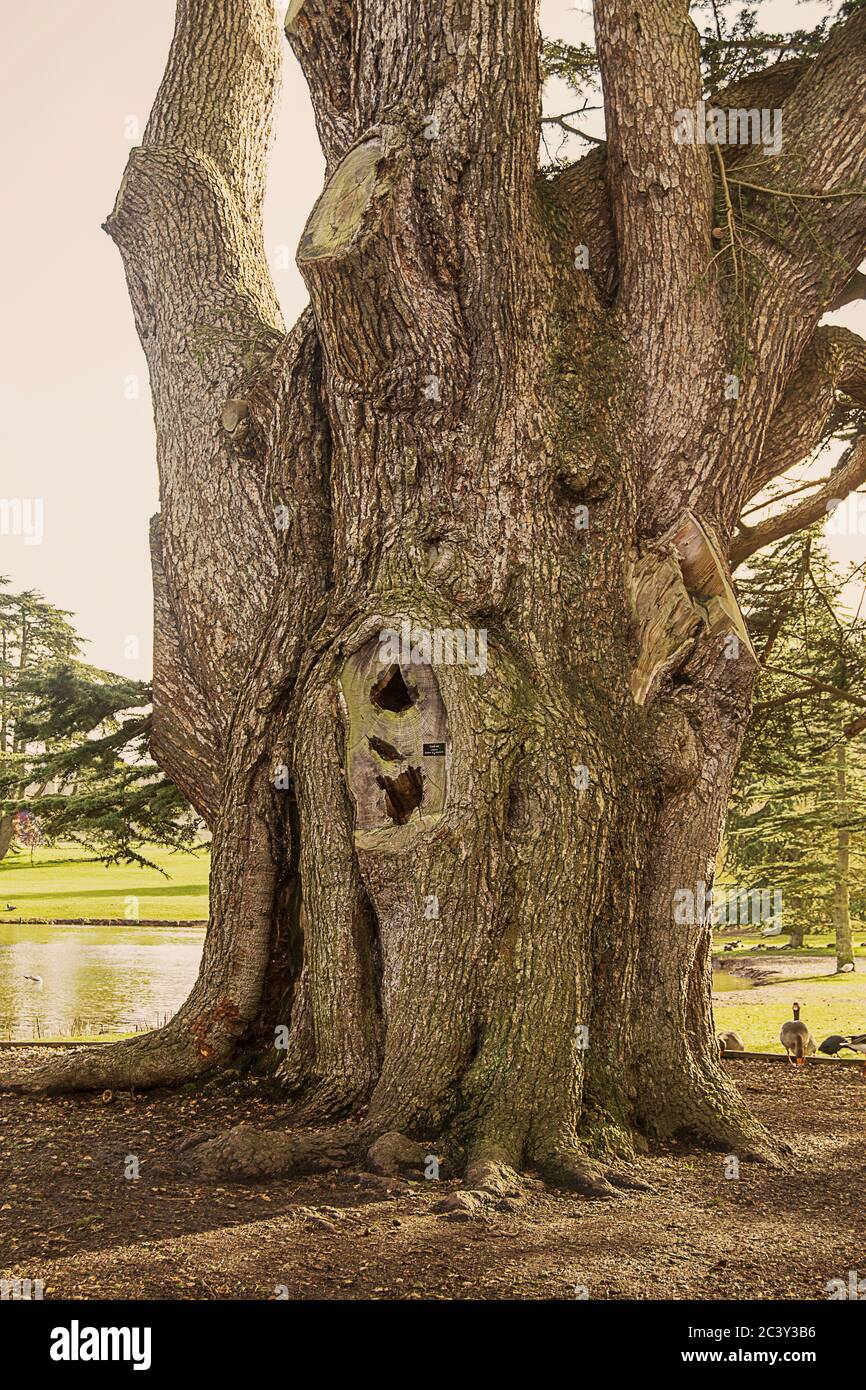 Huge tree trunk hi-res stock photography and images - Alamy