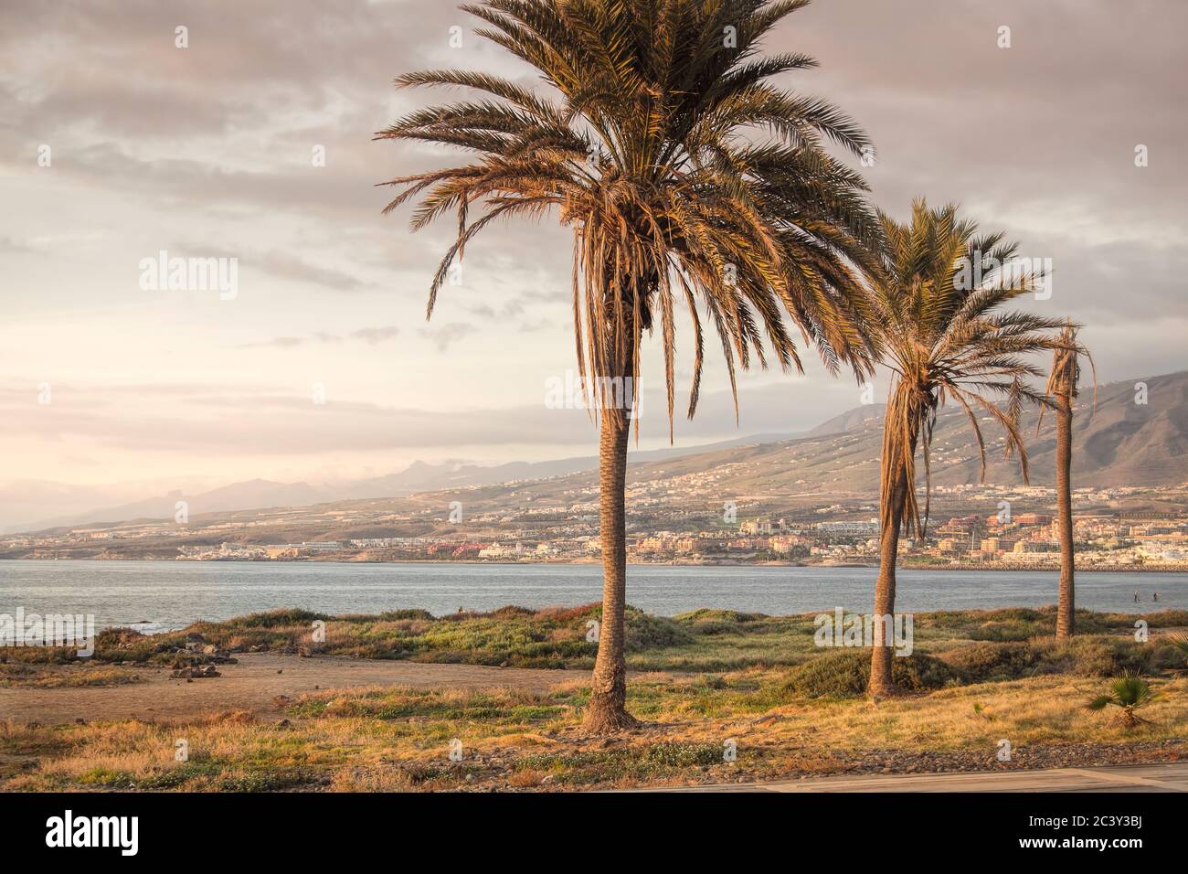 Tenerife seaside during sunset with palm trees in the foreground Stock ...