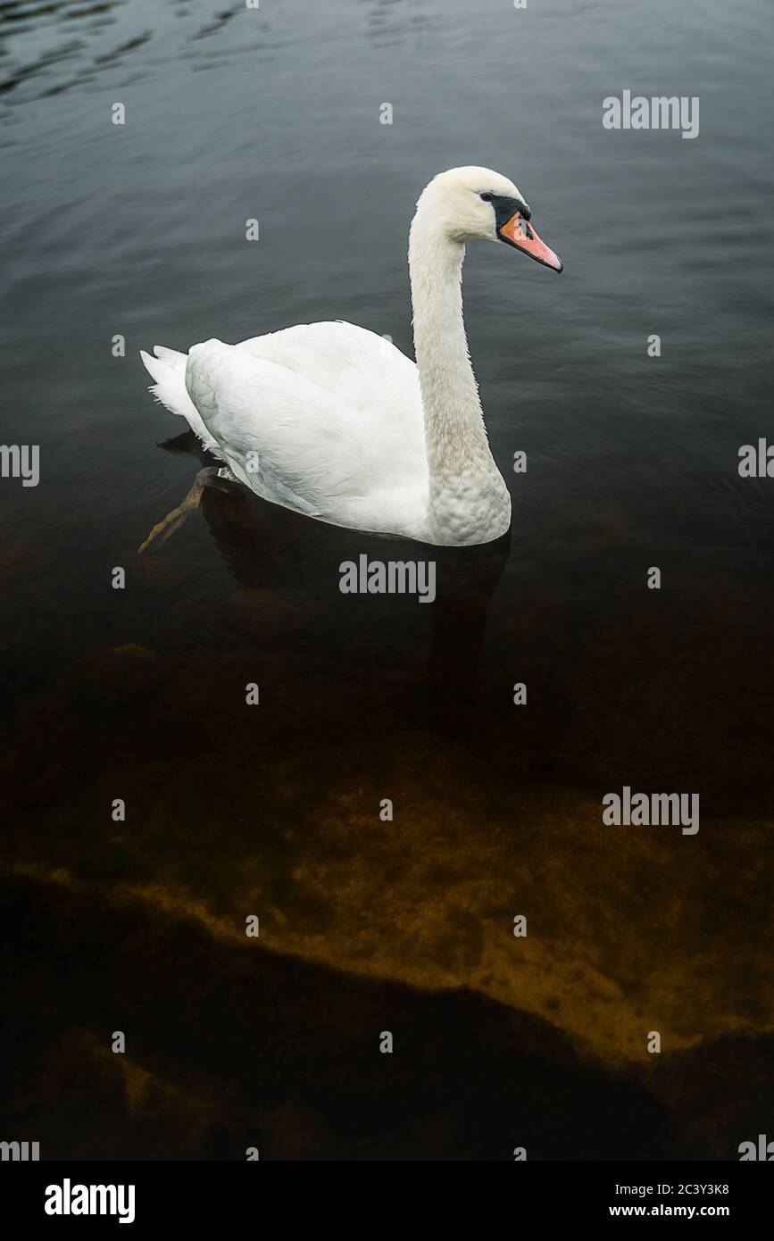 Ireland castle swan hi-res stock photography and images - Alamy
