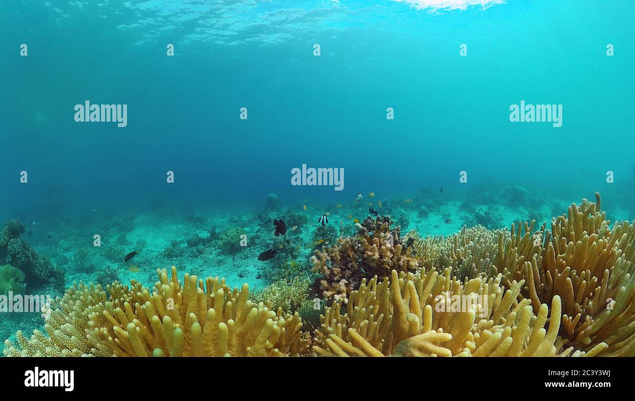 Coral garden seascape and underwater world. Colorful tropical coral ...