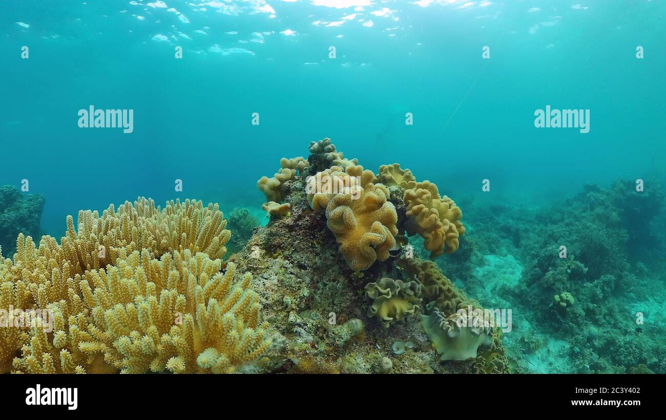 Underwater Colorful Tropical Fishes. wonderful and beautiful underwater ...