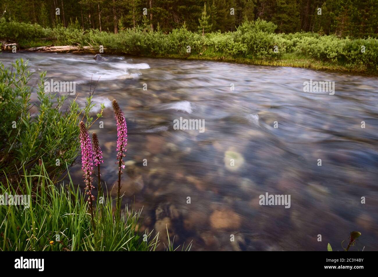 Purple wildflowers next to a slow-moving stream the Rocky Mountains of ...