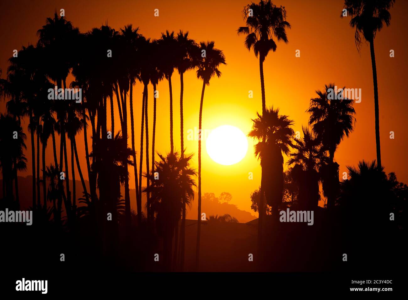 California palm hi-res stock photography and images - Alamy