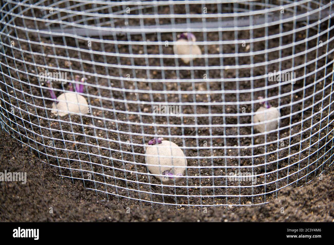 Purple majesty hi-res stock photography and images - Alamy