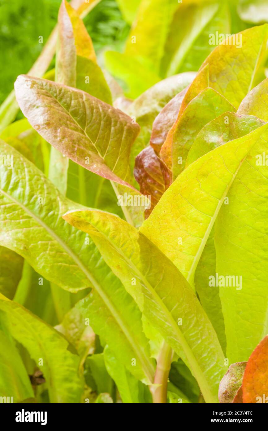 Devils Tongue lettuce, a romaine with green leaves overlaid in deep red ...