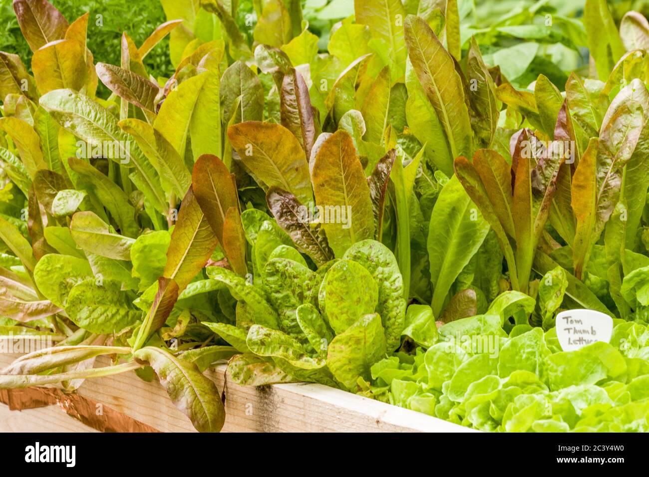 Devils Tongue lettuce, a romaine with green leaves overlaid in deep red ...