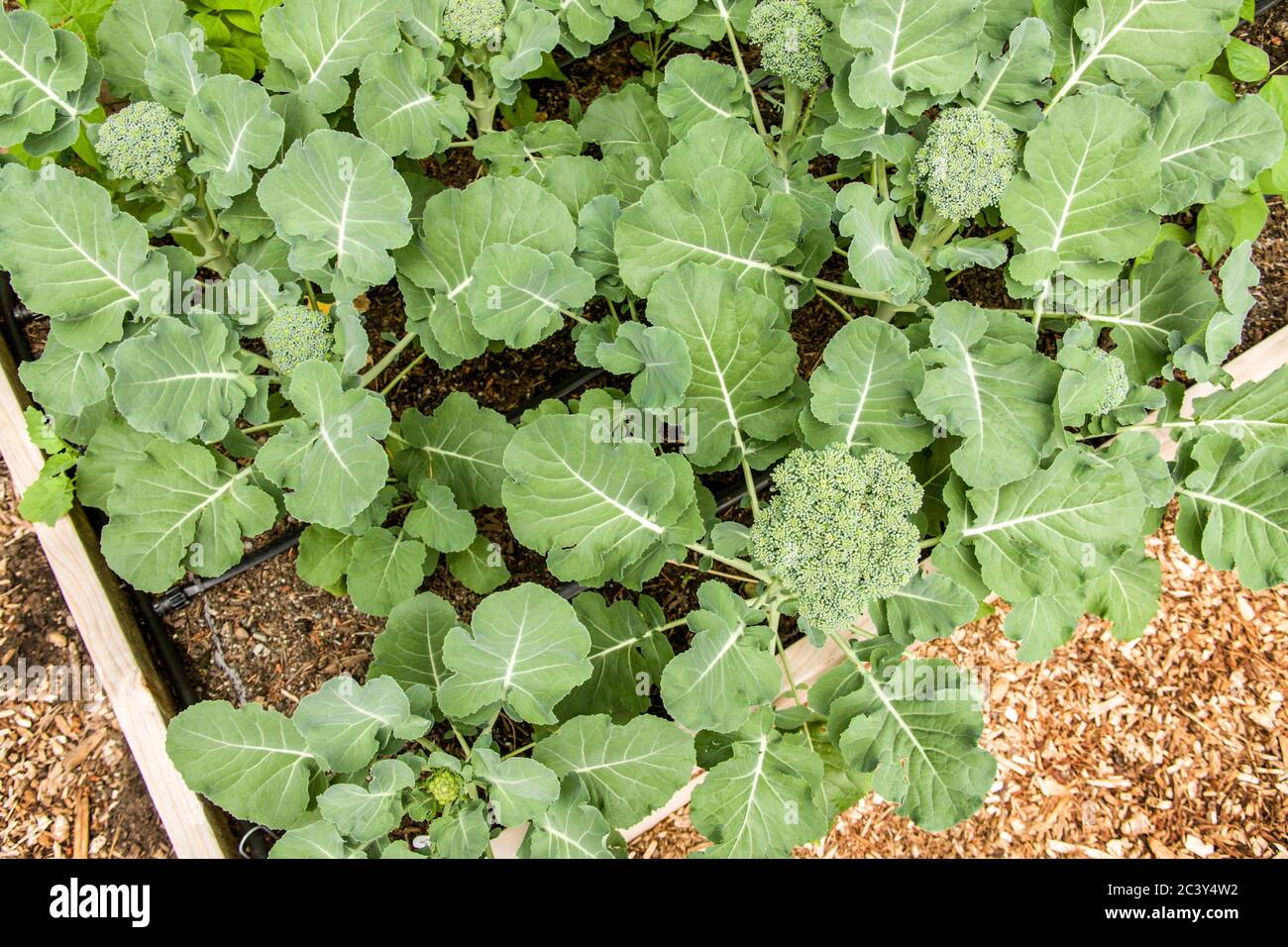 Blue Wind broccoli growing in a raised bed garden in Issaquah ...