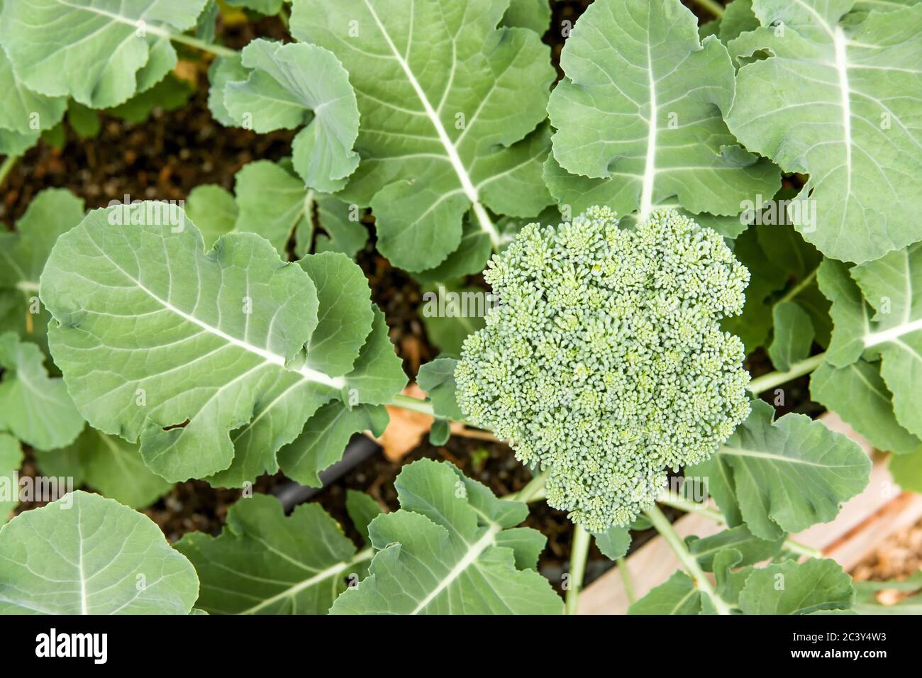 Blue Wind broccoli growing in a raised bed garden in Issaquah ...