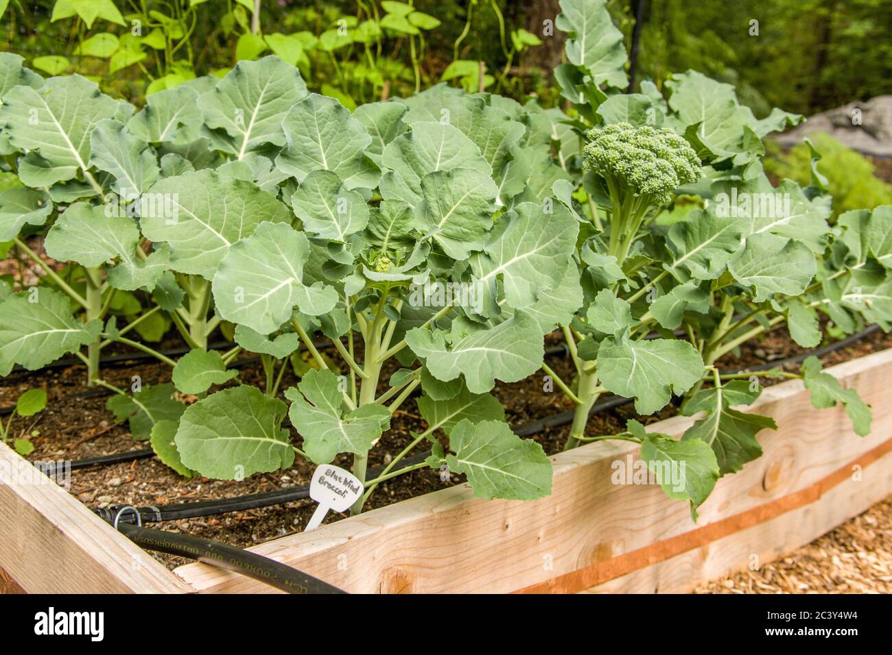 Vegetable garden bed growing broccoli hi-res stock photography and ...