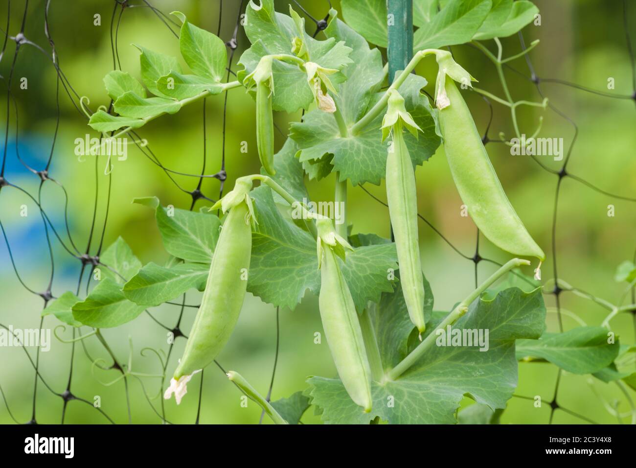 Vine poles hi-res stock photography and images - Alamy