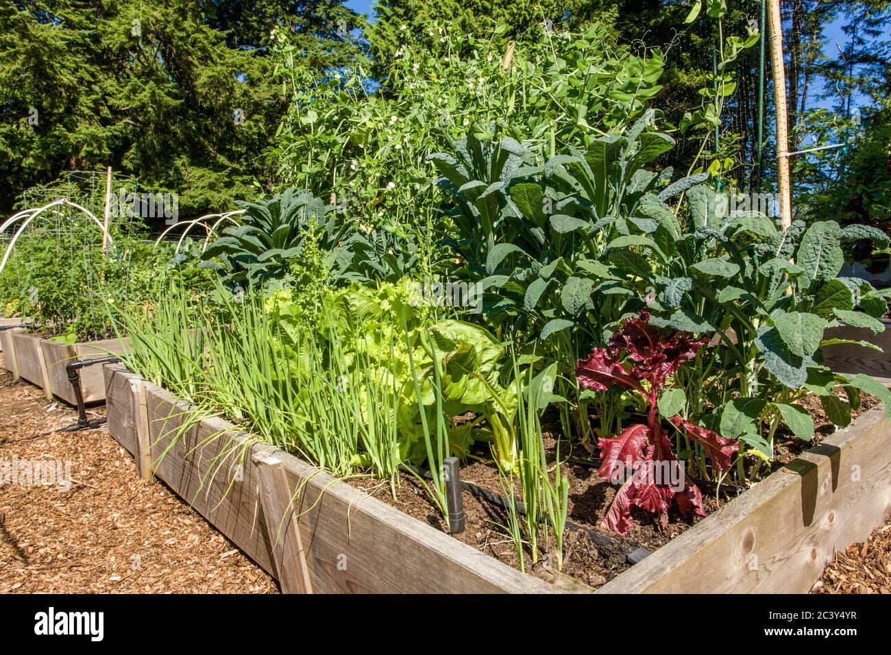 Raised bed vegetable garden hi-res stock photography and images - Alamy