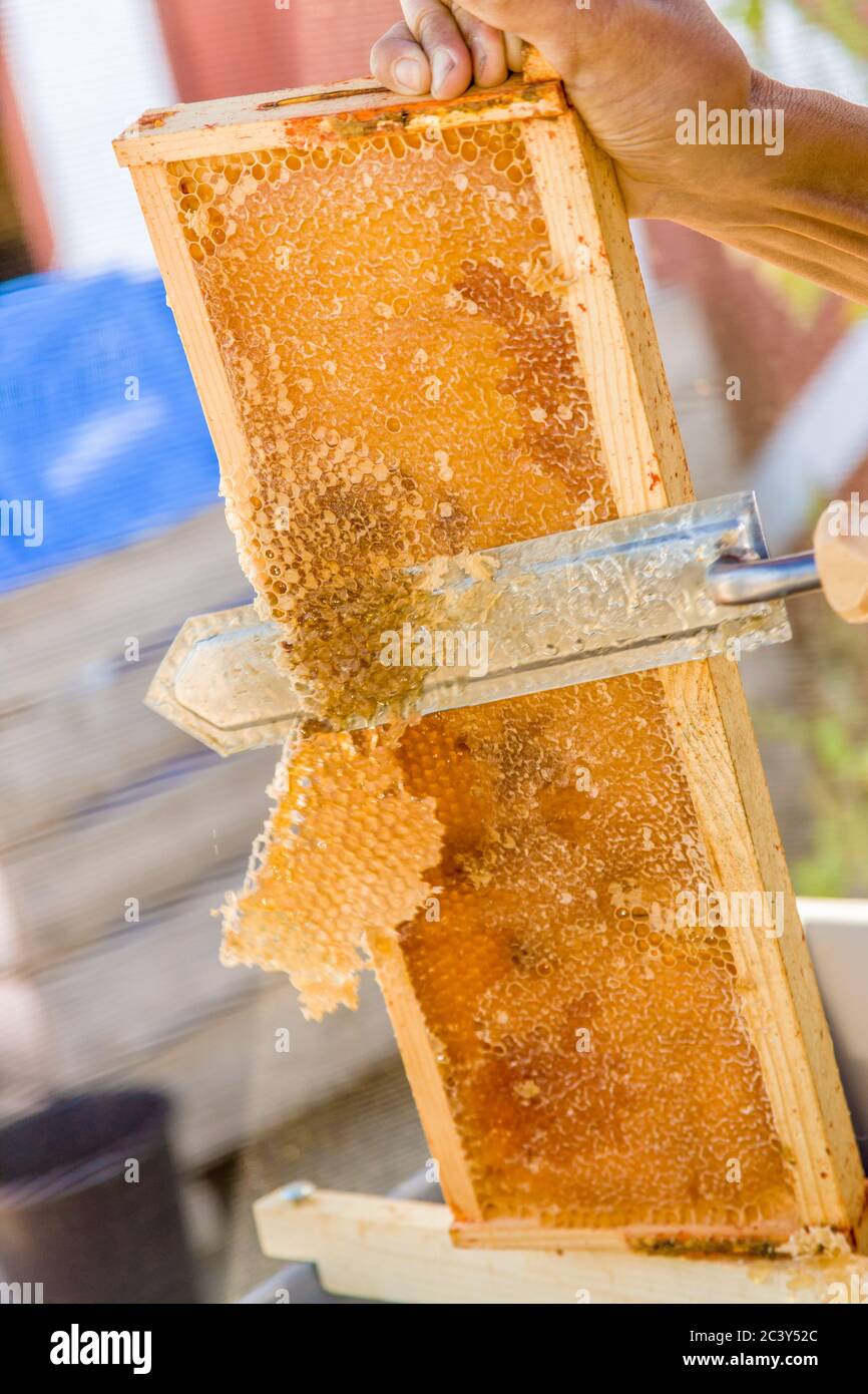 Uncapping honey hi-res stock photography and images - Alamy