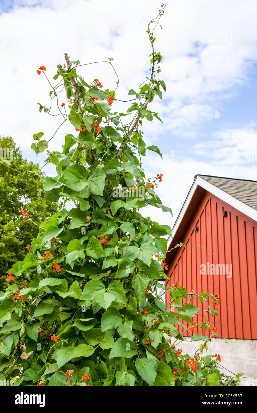 Scarlet Runner Beans High Resolution Stock Photography and Images - Alamy