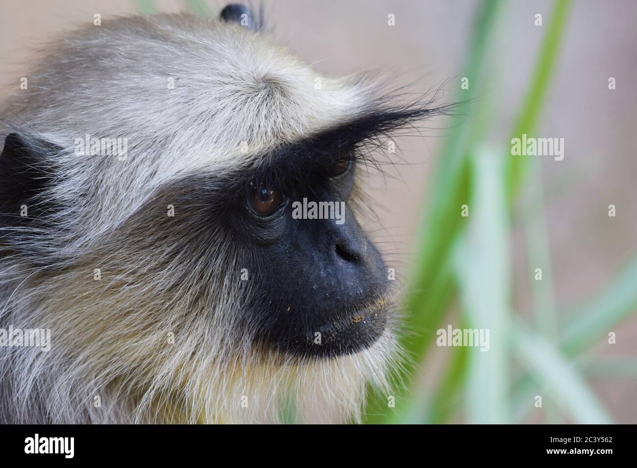 Indian langoor hi-res stock photography and images - Alamy
