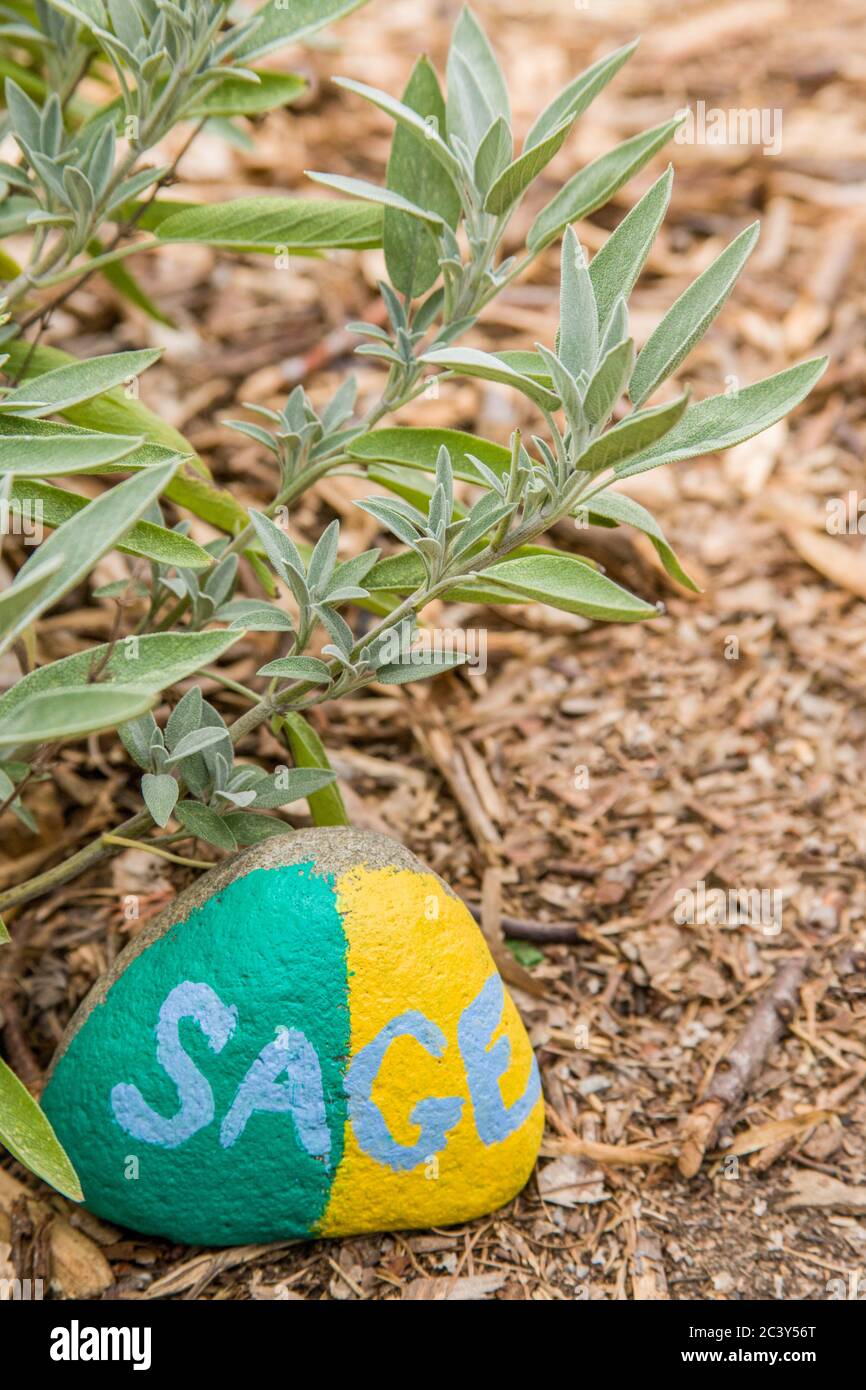 Herb identification sign hi-res stock photography and images - Alamy
