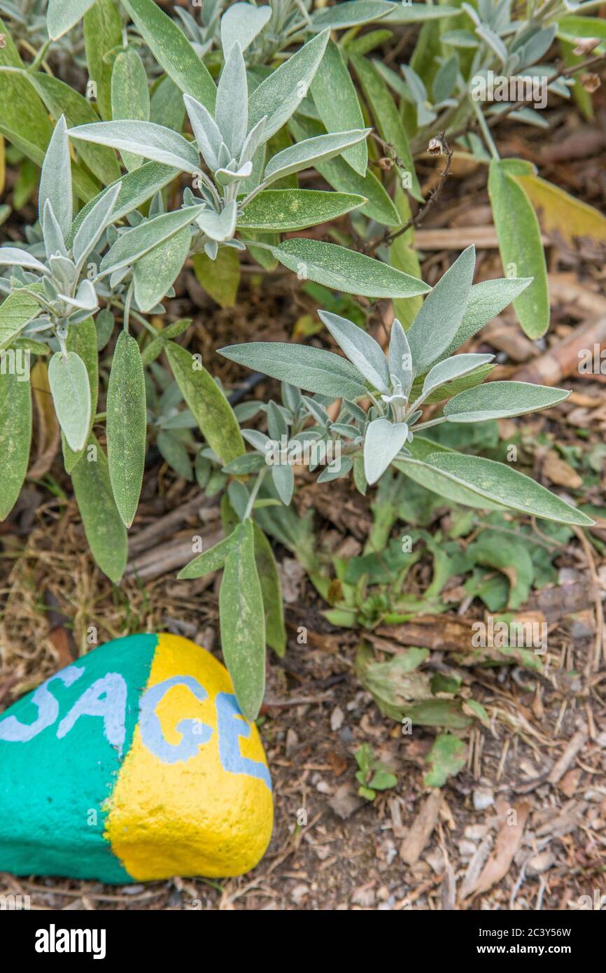 Herb identification sign hi-res stock photography and images - Alamy