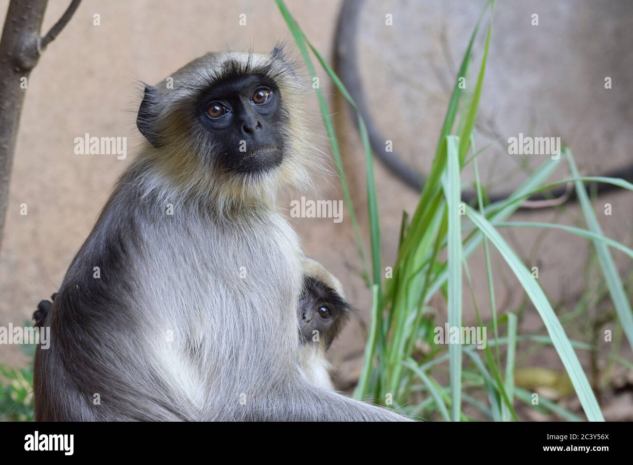 Langoor or Langur Monkey from India. Indian animal in house backyard ...