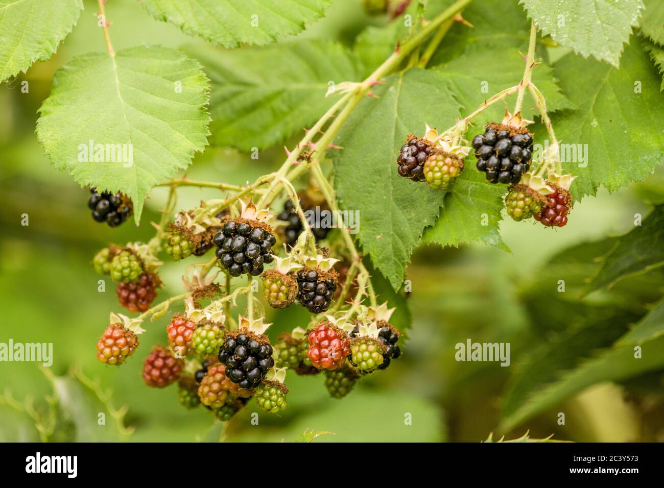Rubus fruit stages hi-res stock photography and images - Alamy