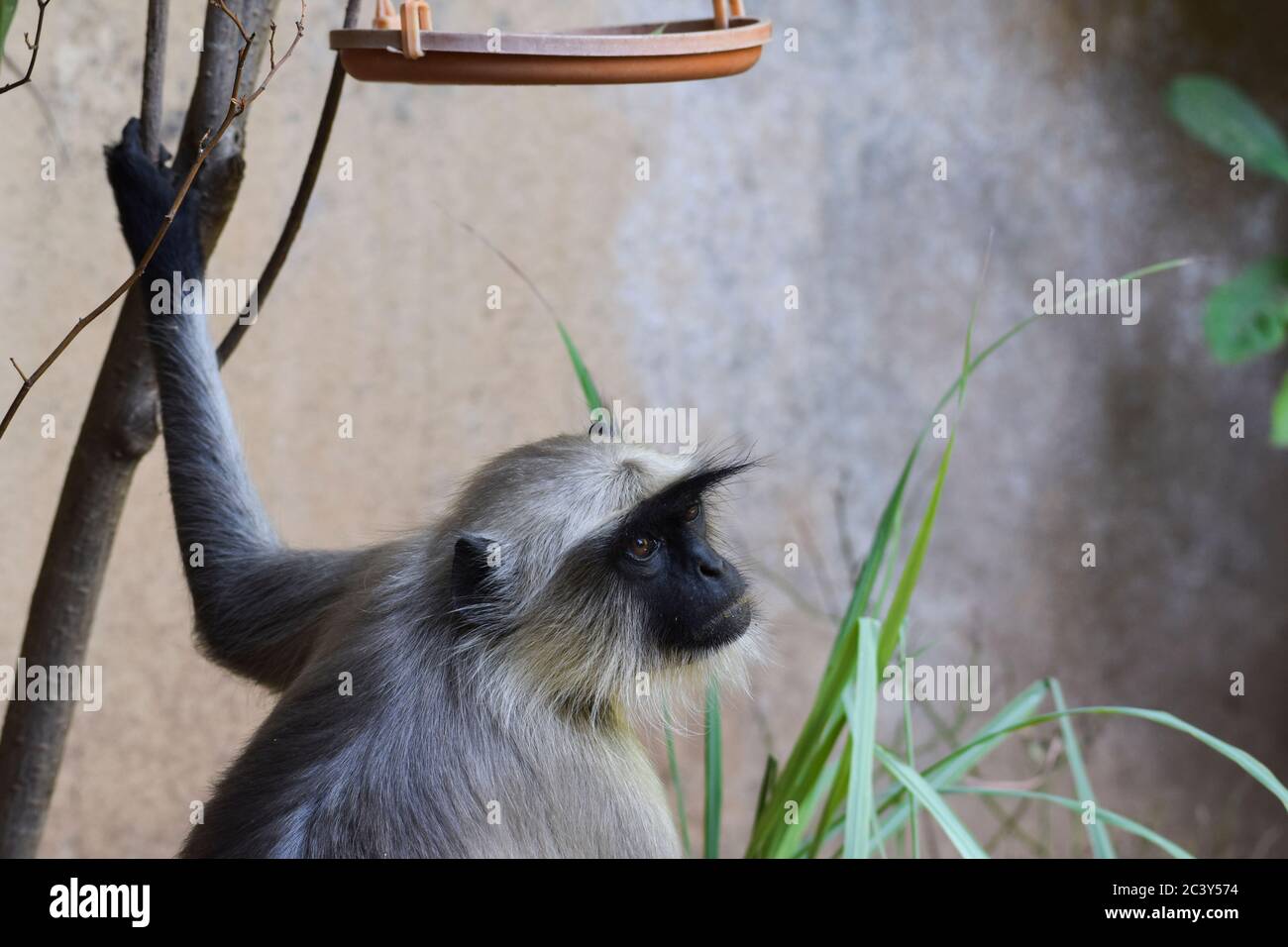 Indian langoor hi-res stock photography and images - Alamy