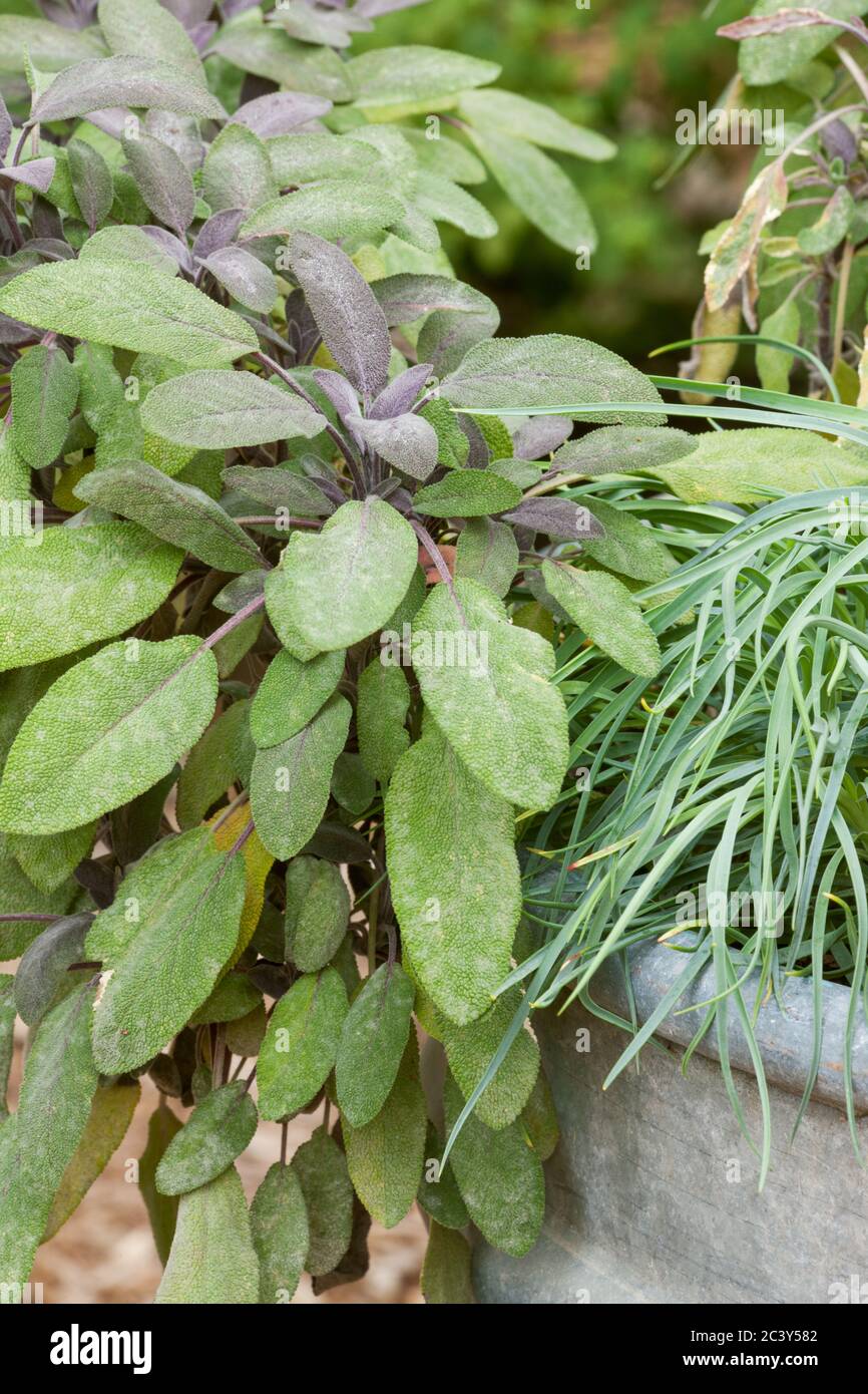 Growing Sage In A Container Creating Herb Gardens With Containers