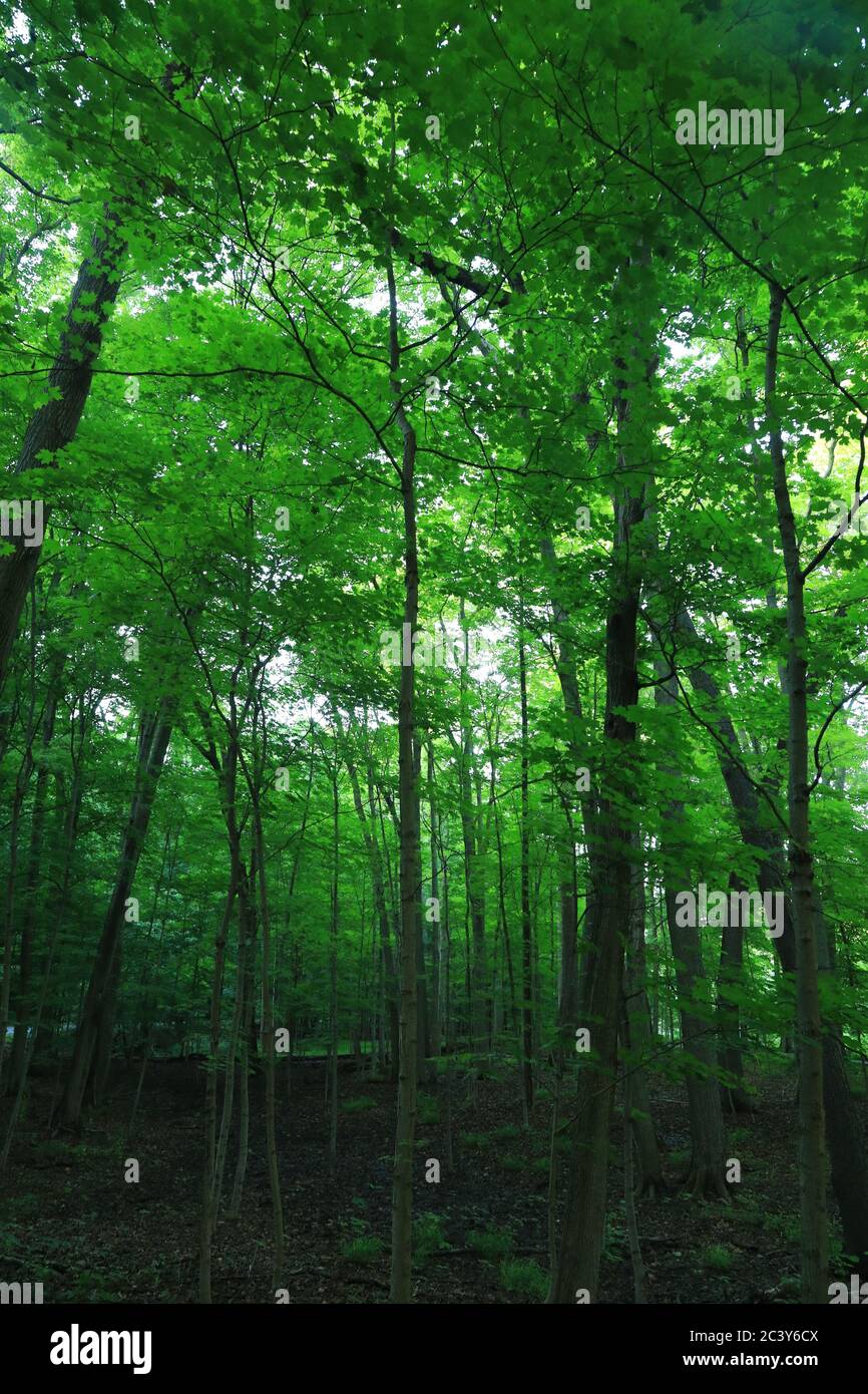 Dense landscape of green trees in a forest Stock Photo - Alamy