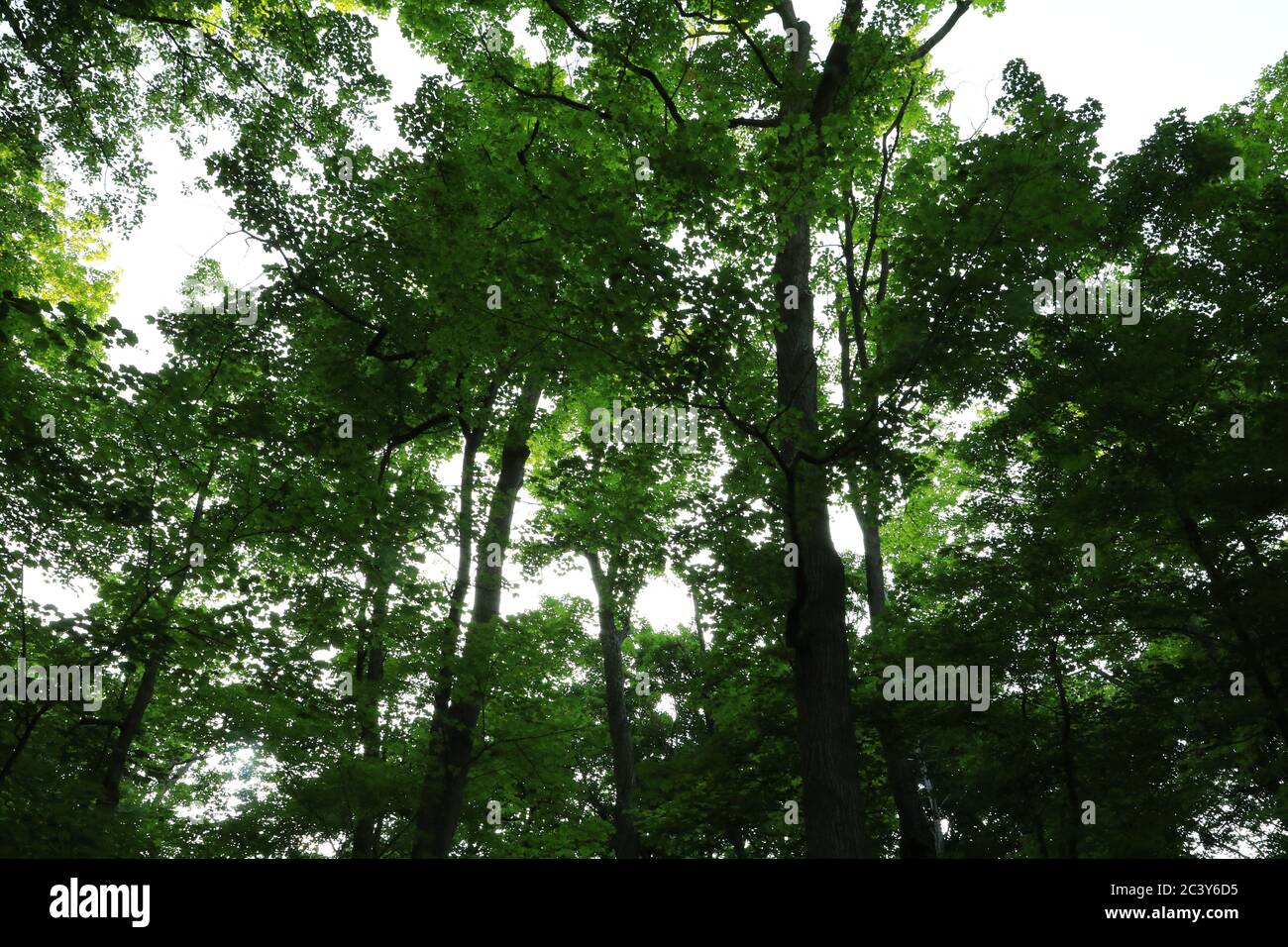 Dark forest block the natural daylight Stock Photo - Alamy