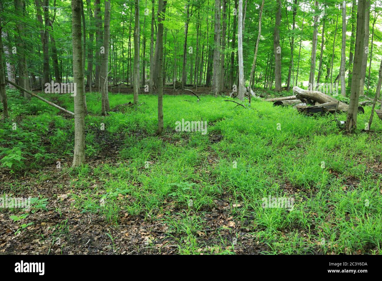 Hillside in a dense wooded forest Stock Photo - Alamy