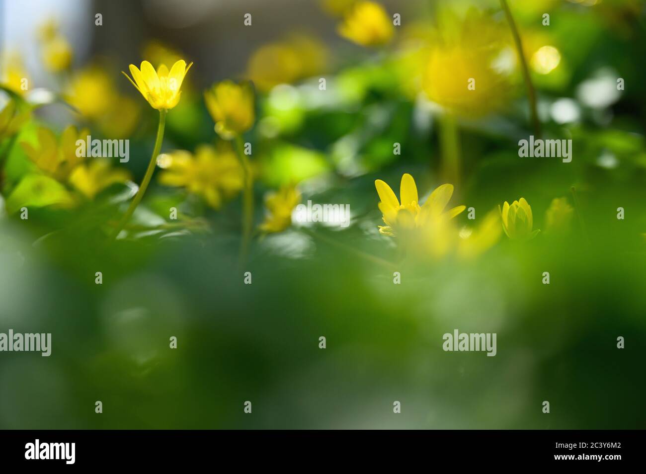 Yellow flowers in green grass hi-res stock photography and images - Alamy